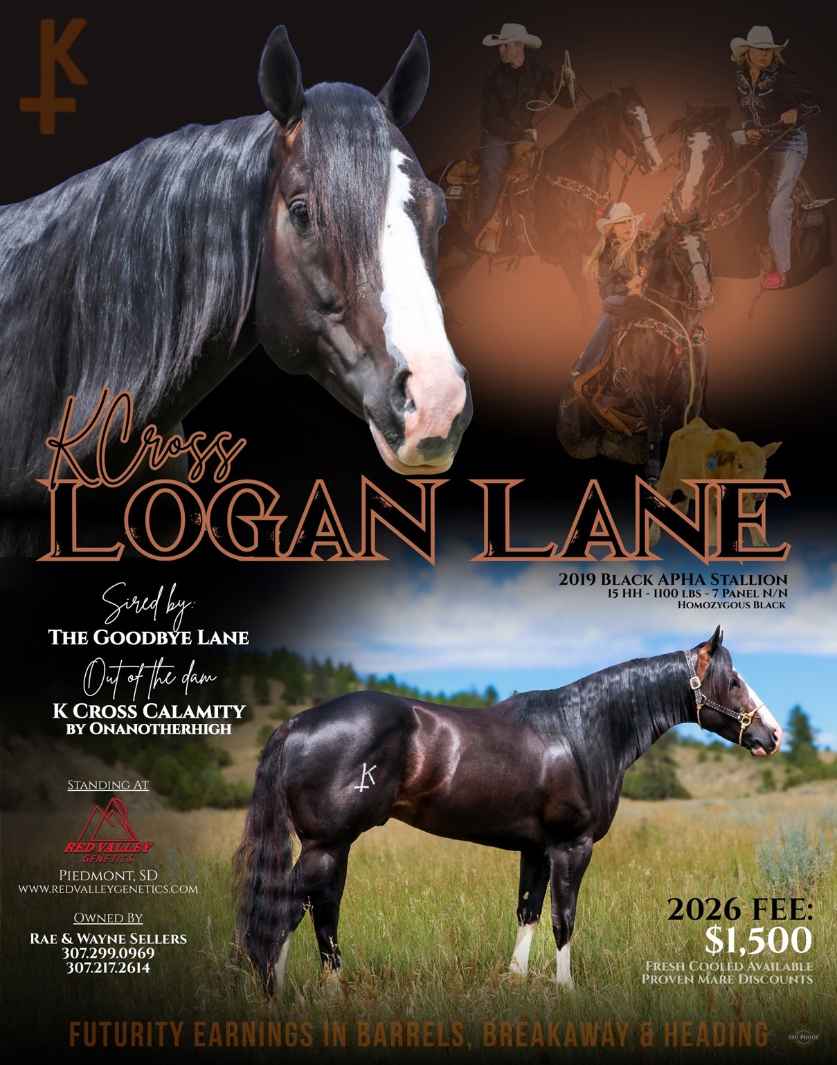 Stallions Standing at Red Valley Genetics